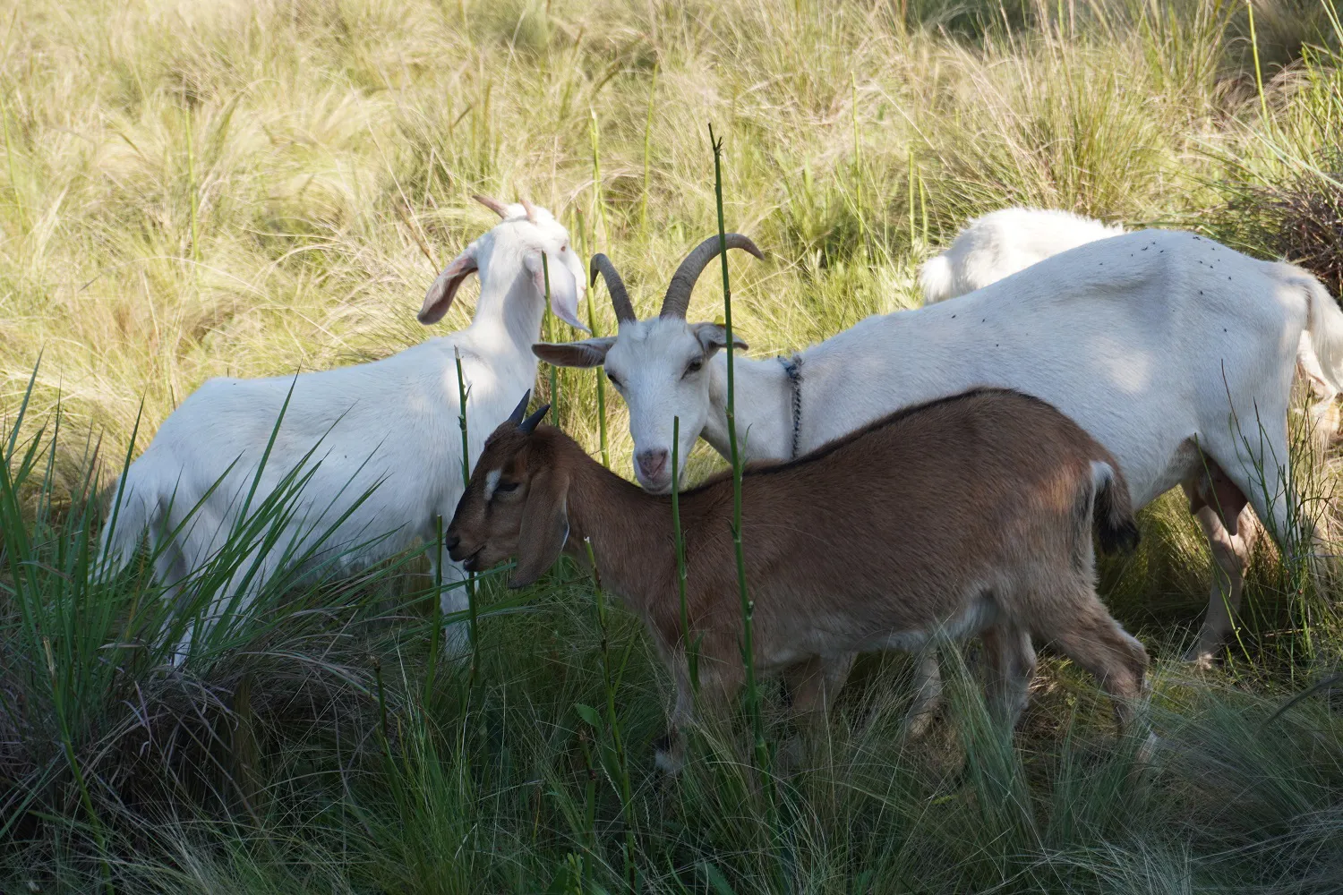 ¿Qué es el pastoreo racional?: la técnica sustentable que implementa ...